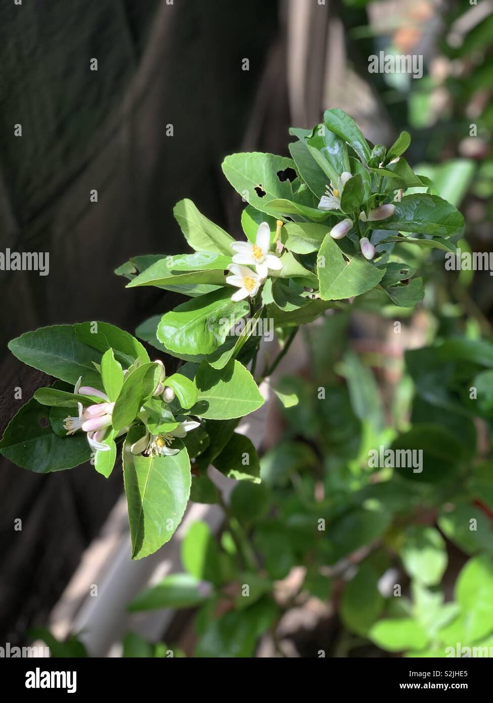 Beautiful lemon tree Stock Photo - Alamy