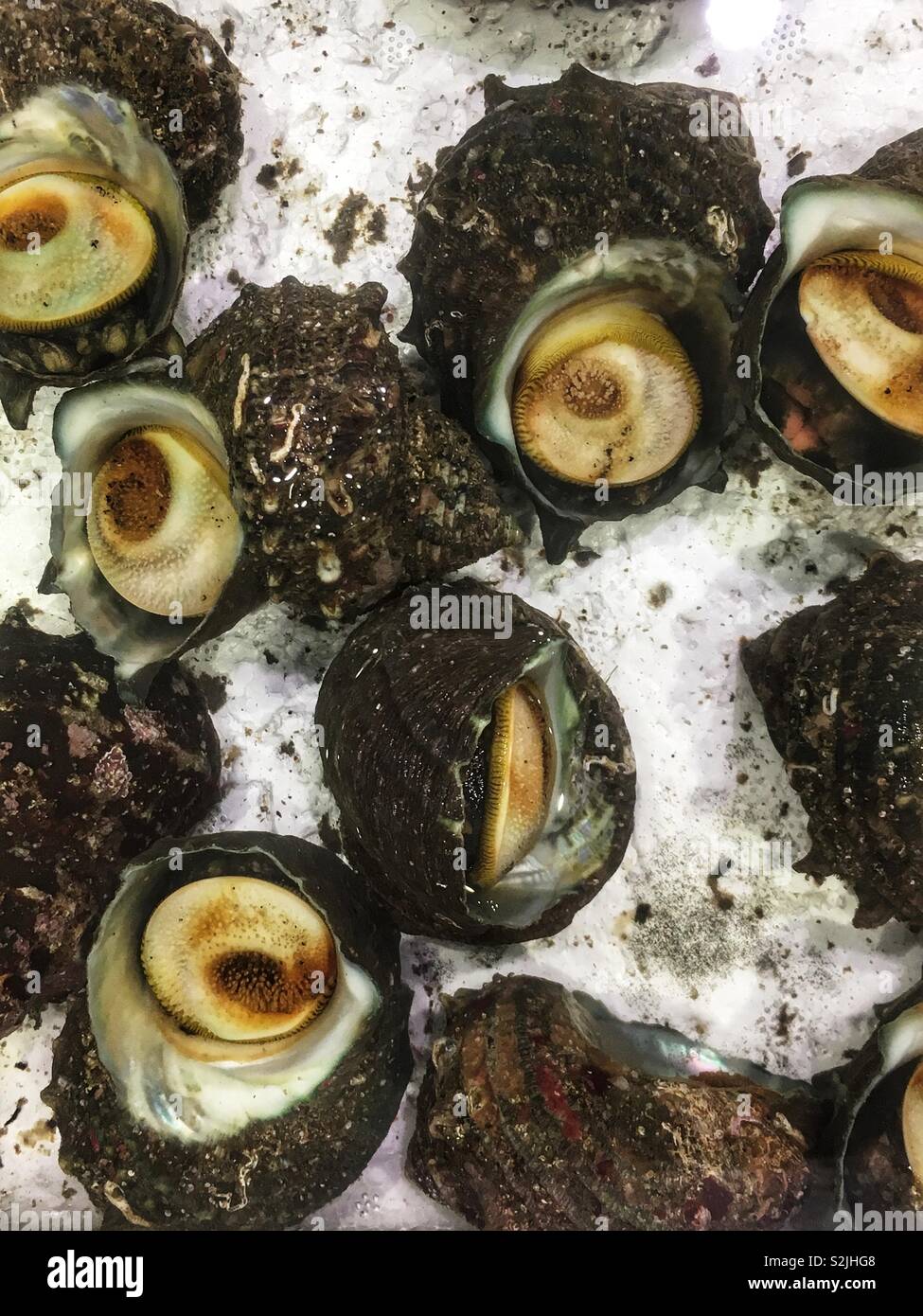 Snails sea food hi-res stock photography and images - Alamy