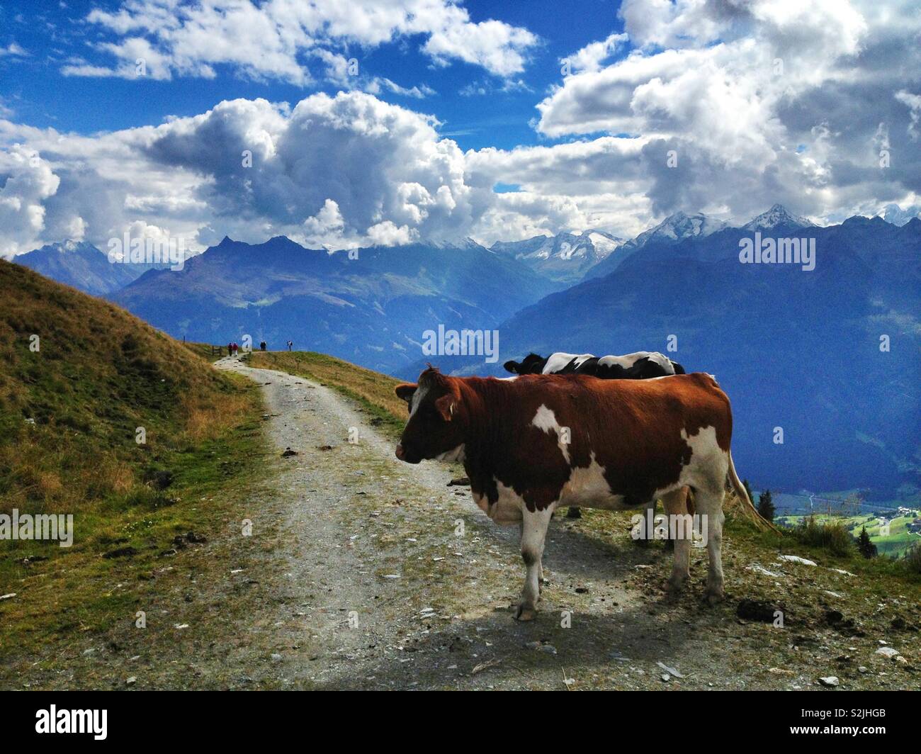 Cows in Austrian Alps Stock Photo - Alamy
