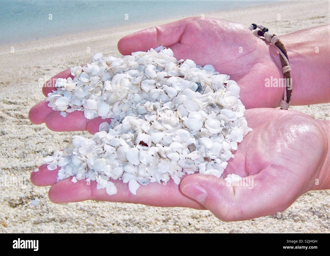 Shells in mans hands, shell beach Australia Stock Photo - Alamy