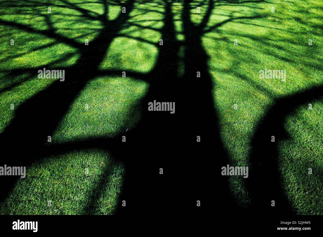 Tree Shadow 2 Stock Photo - Alamy