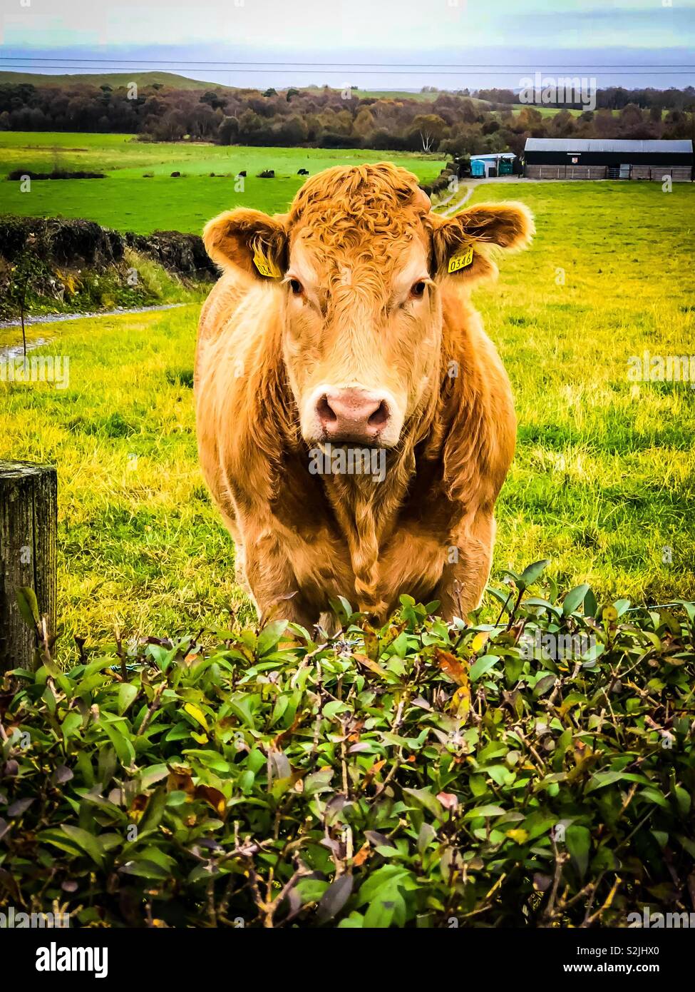 Green Vs Brown Cow Cow