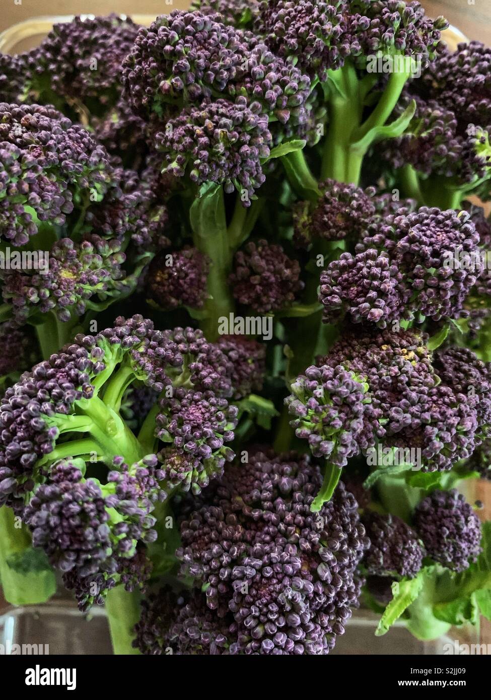 Purple sprouting broccoli Stock Photo - Alamy