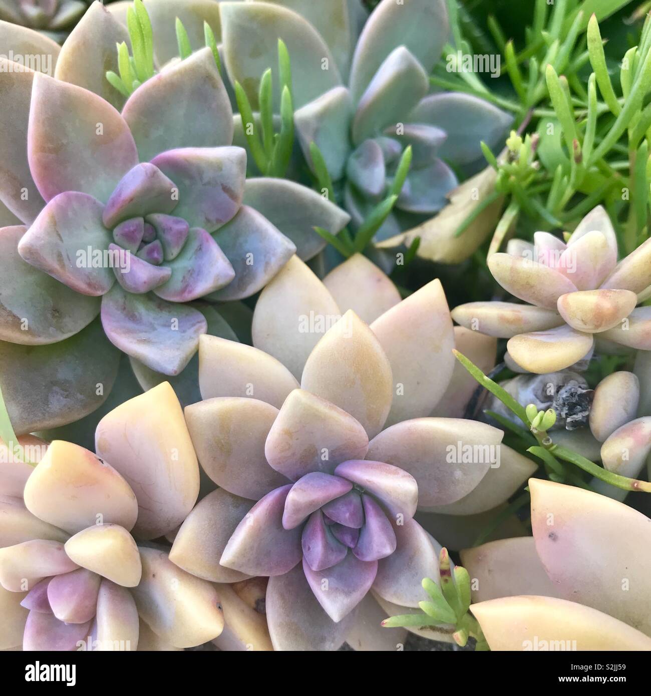 Succulents plant hi-res stock photography and images - Alamy