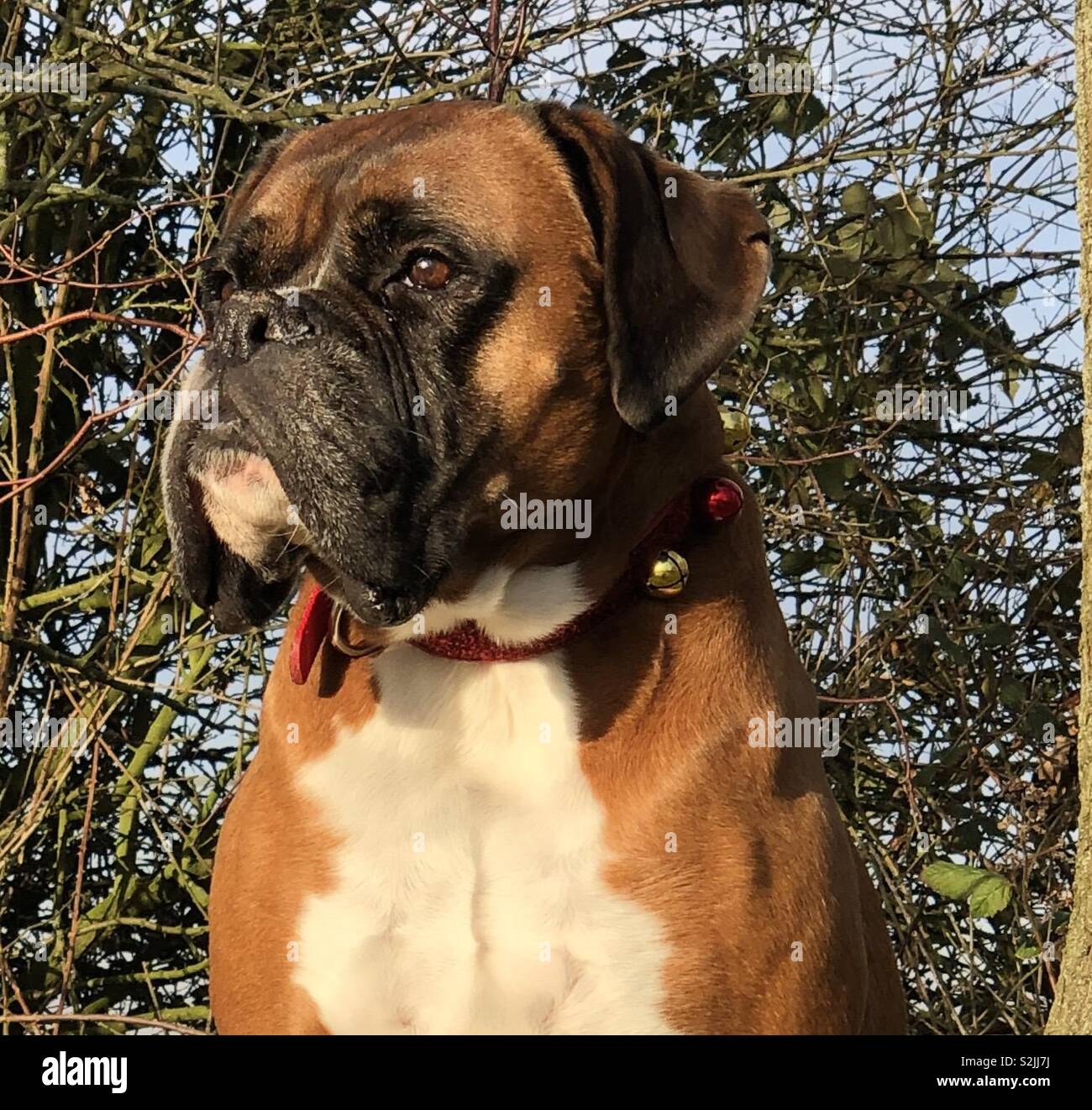 Beautiful boxer hi-res stock photography and images - Alamy