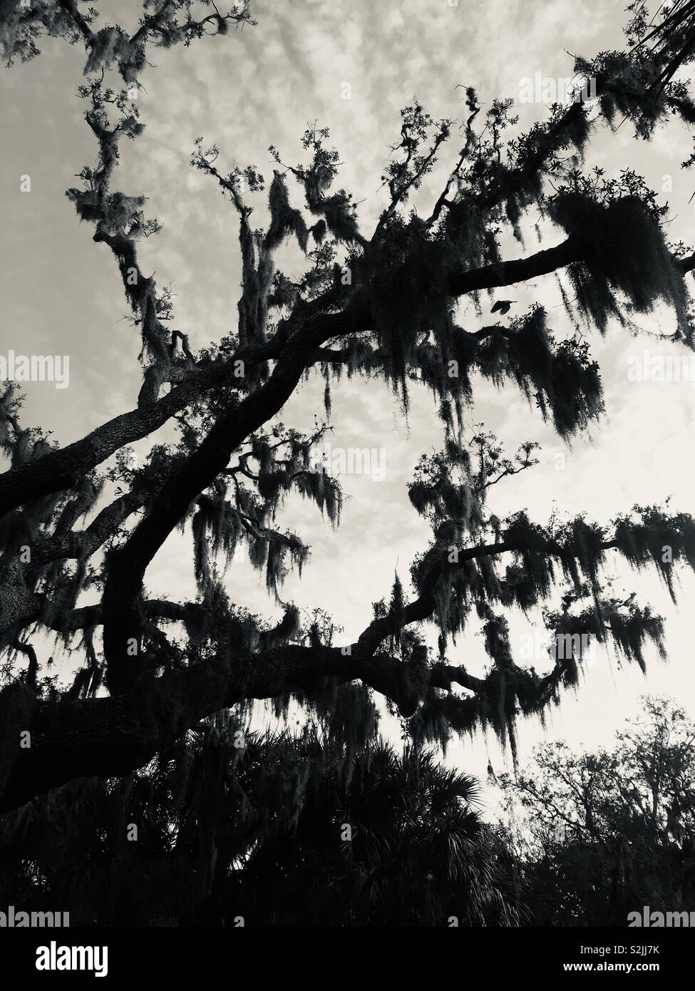 Moss florida hi-res stock photography and images - Alamy