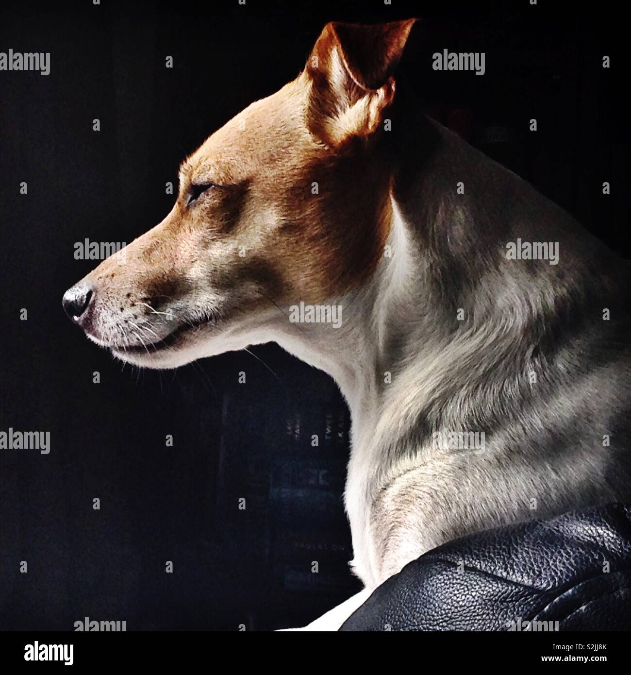 Jack wise hi-res stock photography and images - Alamy