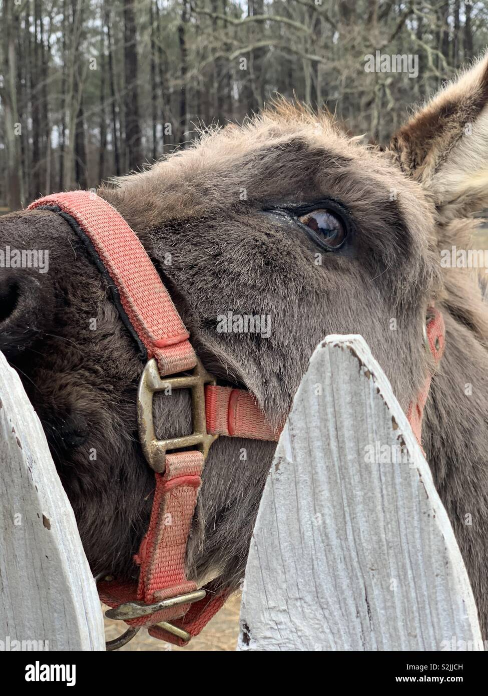 Donkey animals hi-res stock photography and images - Alamy
