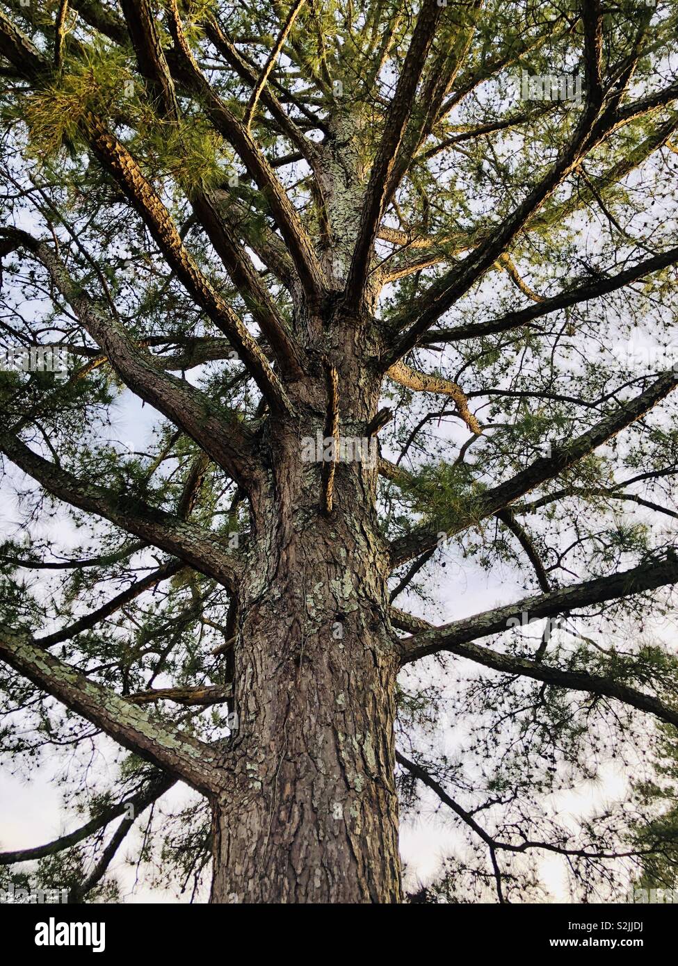 Tree of wisdom Stock Photo - Alamy