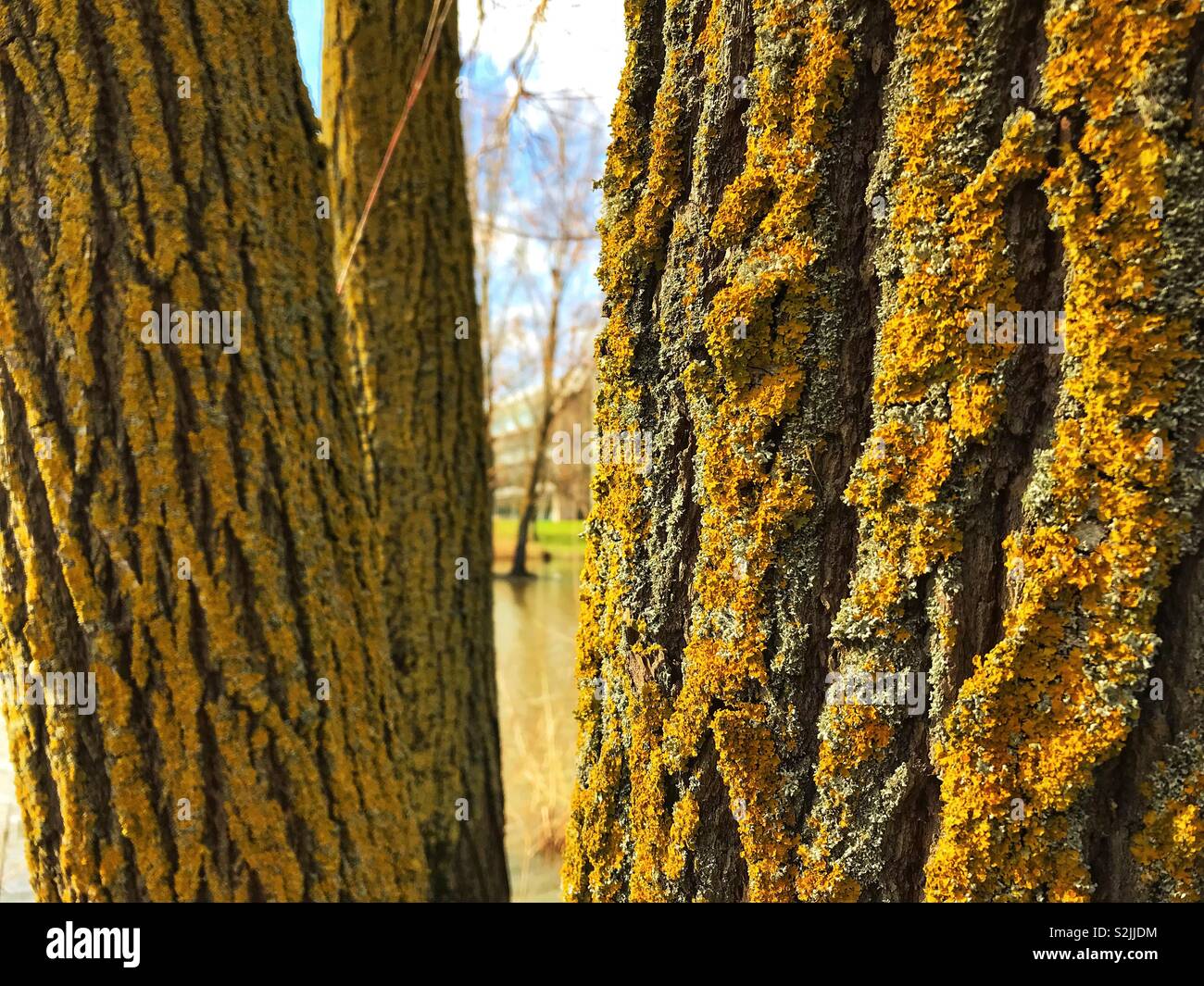 Golden lichen growing on trees Stock Photo - Alamy
