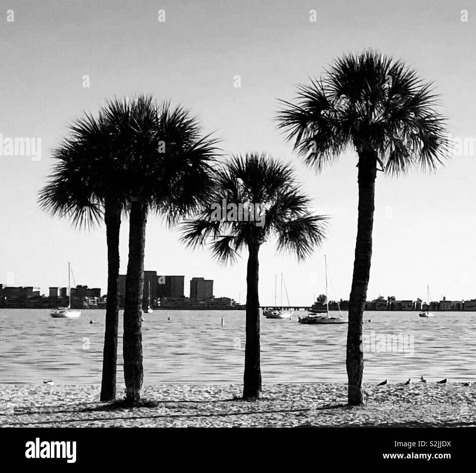 3 palms hi-res stock photography and images - Alamy