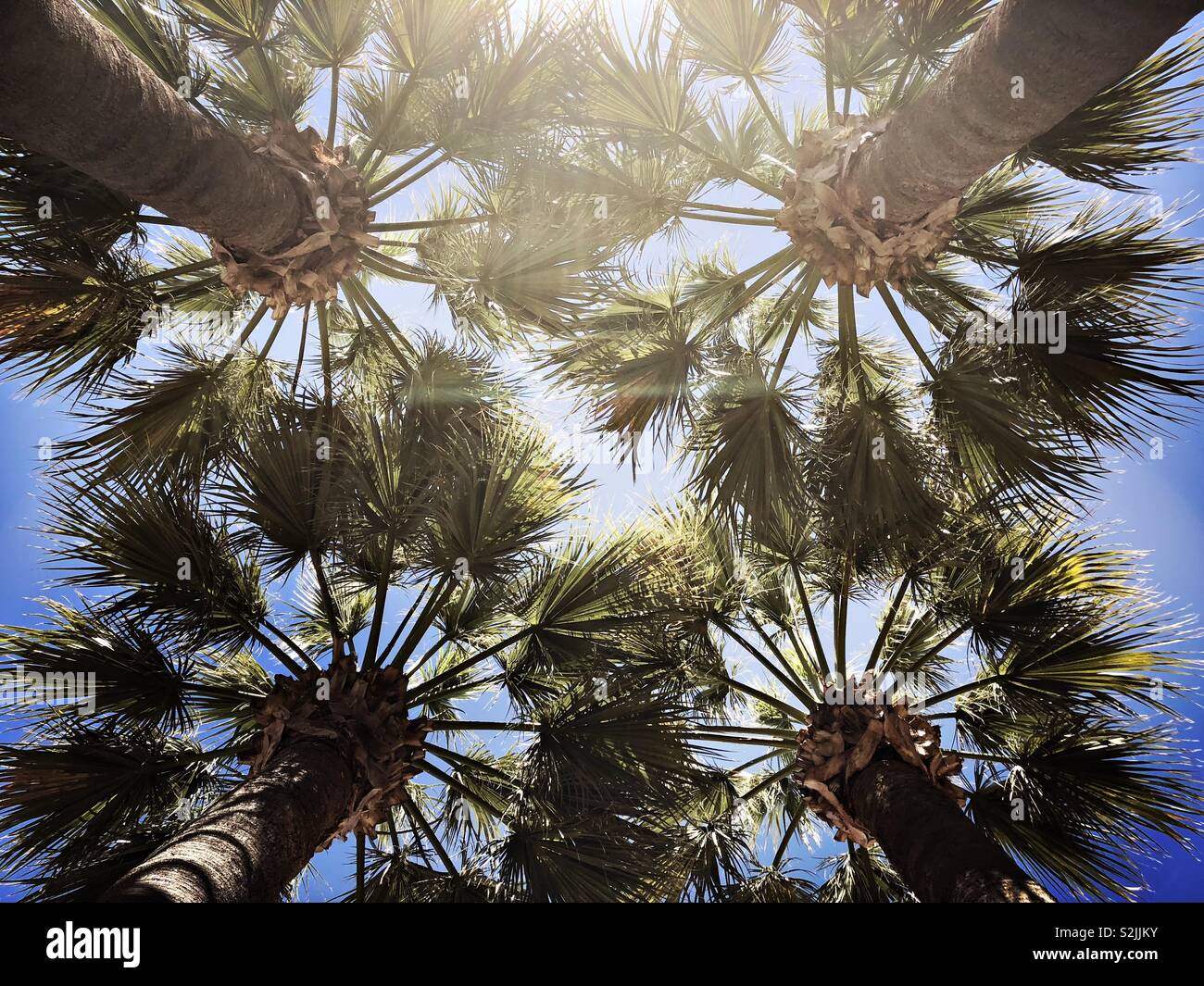 Light through palm trees hi-res stock photography and images - Alamy