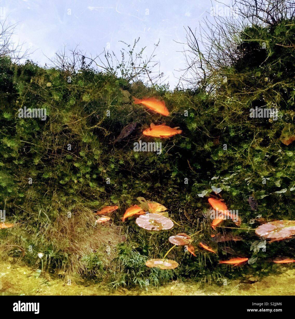 Goldfish in a pond with reflections Stock Photo - Alamy