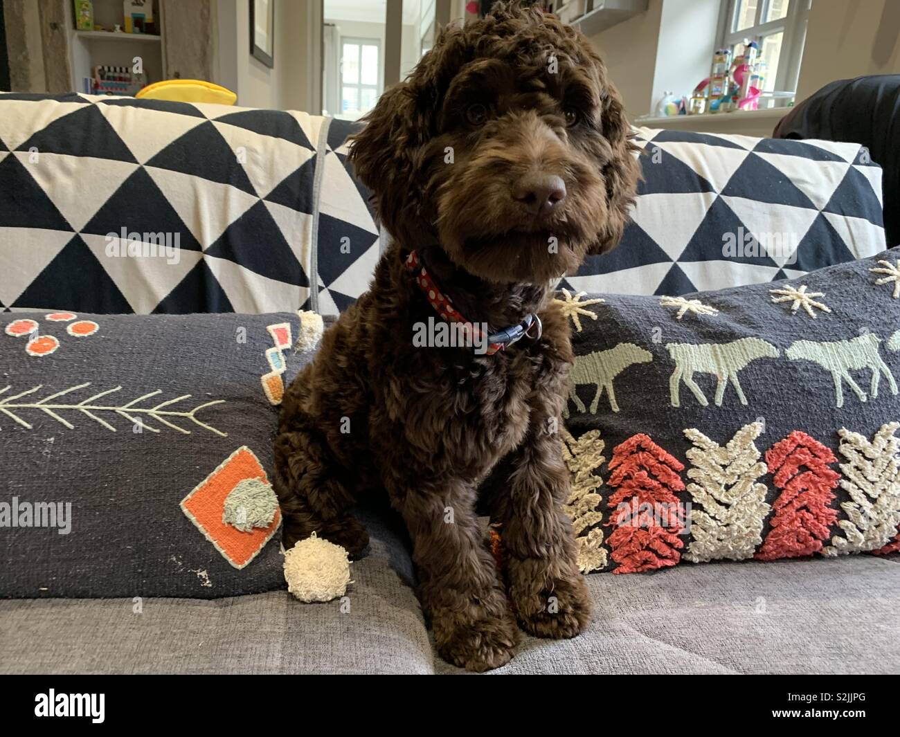 Cockapoo Black And Brown