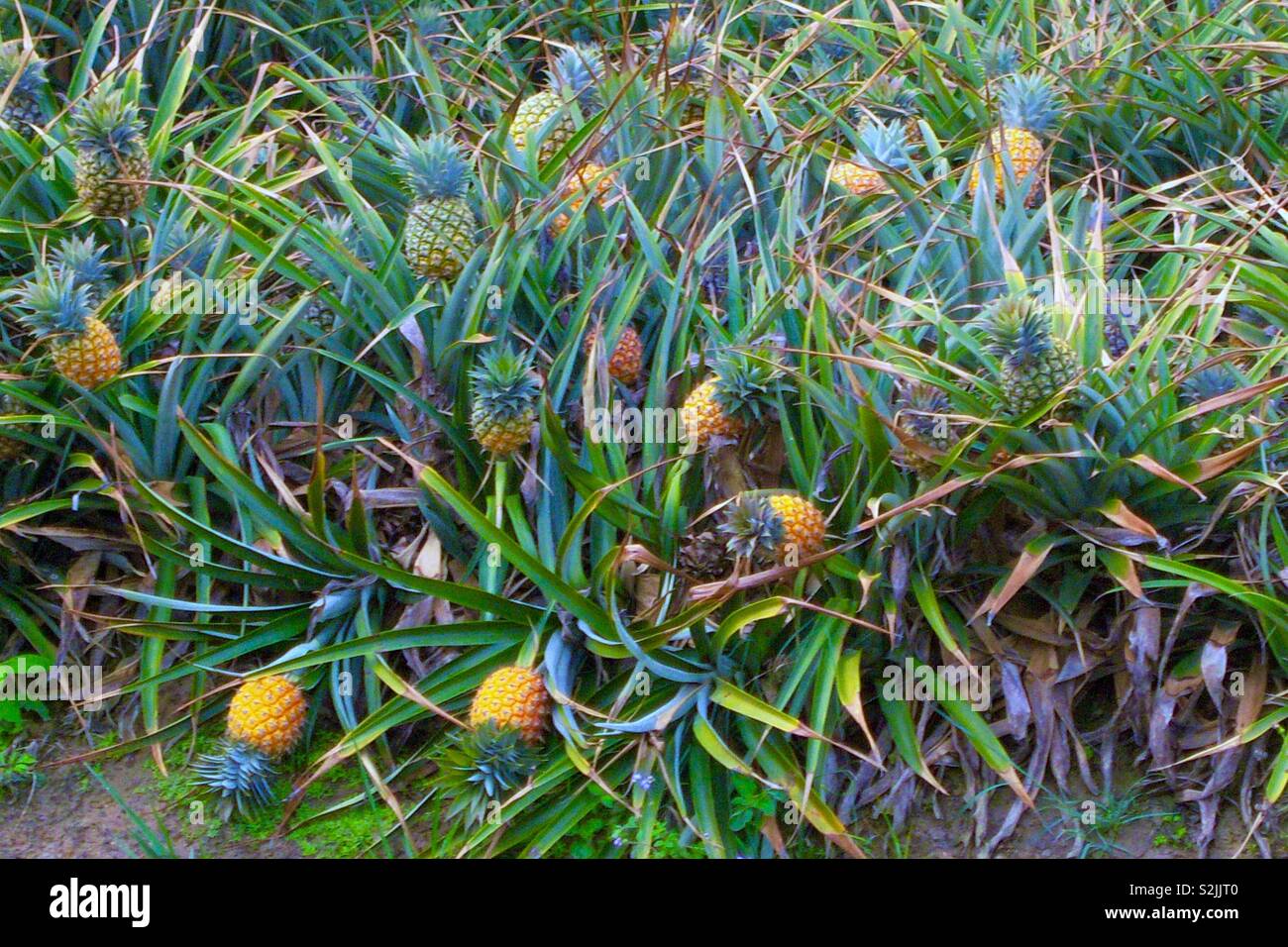Field Of Pineapples High Resolution Stock Photography and Images - Alamy