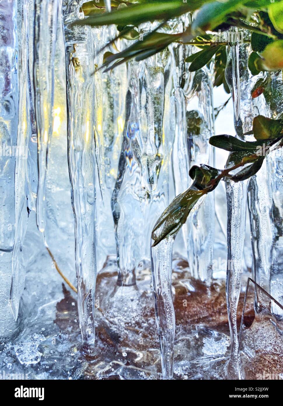 Icicles that have formed on a shrub Stock Photo - Alamy