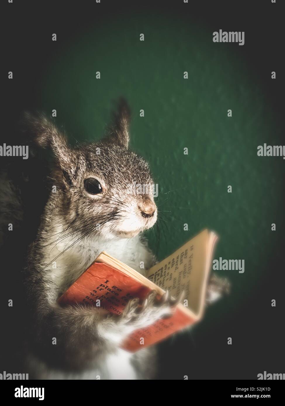 Squirrel taxidermy hi-res stock photography and images - Alamy