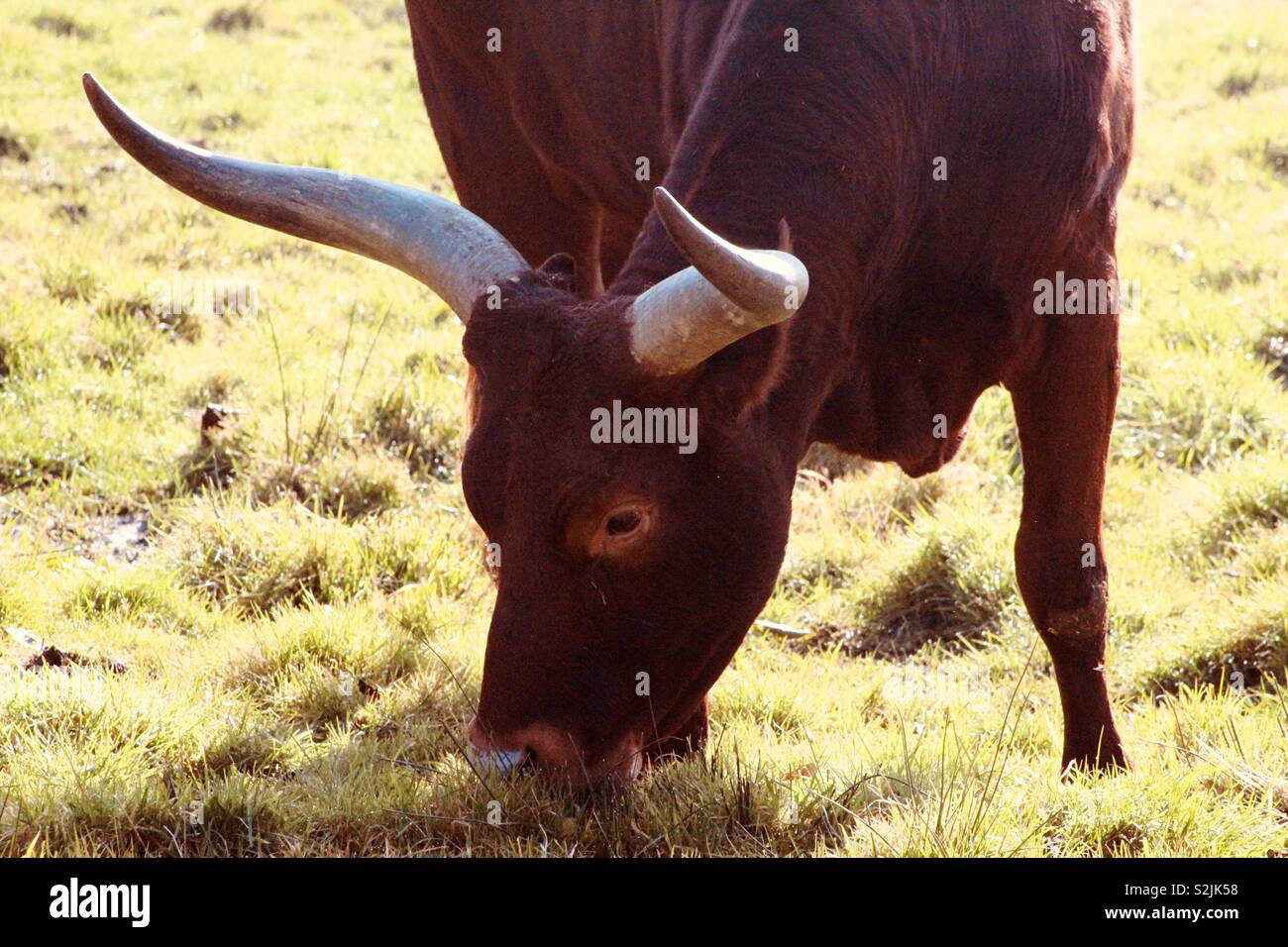 Ankoli cattle hi-res stock photography and images - Alamy