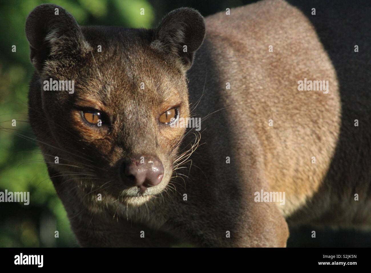 Fossa creeping out from the shadows Stock Photo - Alamy