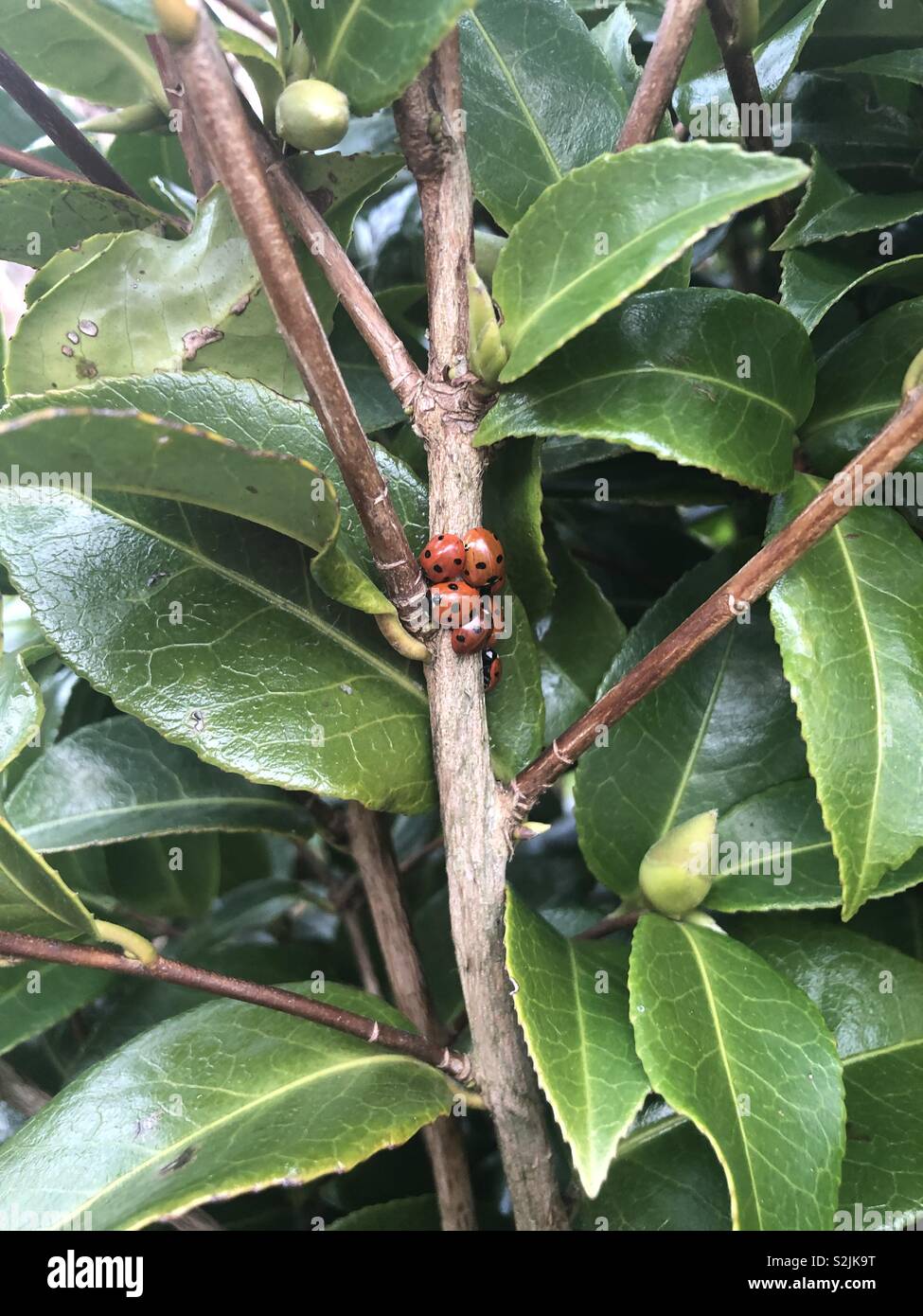 Group of ladybirds hi-res stock photography and images - Alamy