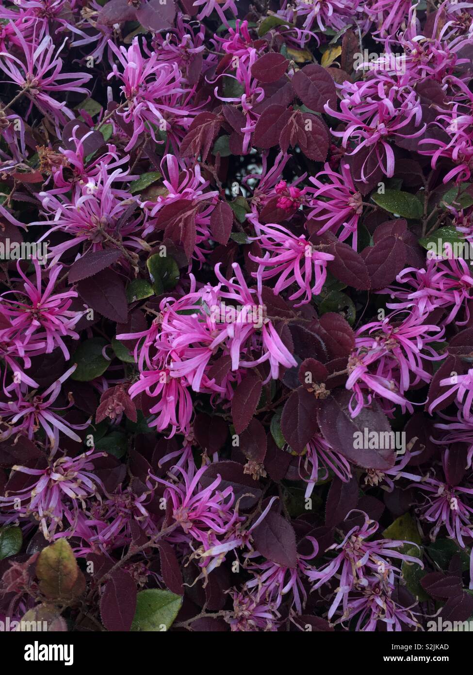 Spring is here Stock Photo - Alamy
