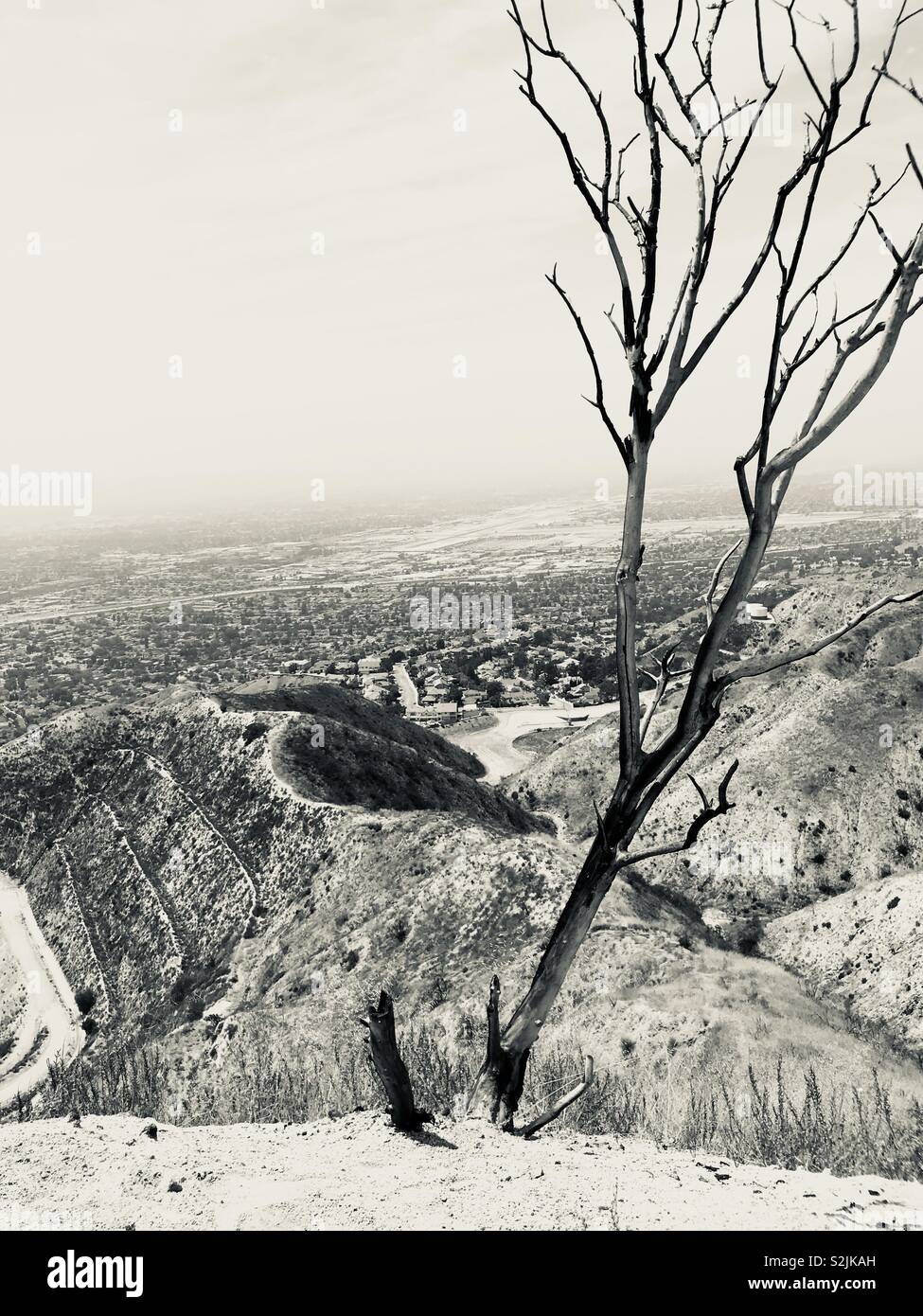 City tree bark hi-res stock photography and images - Alamy