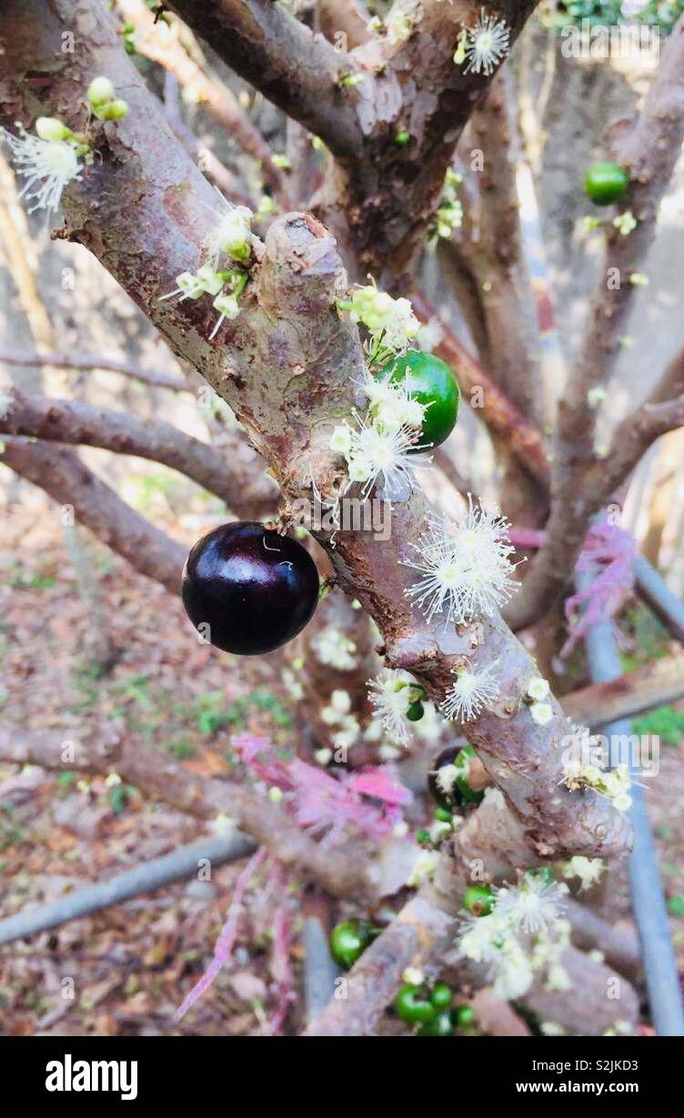 Taiwan’s fruit tree Stock Photo - Alamy