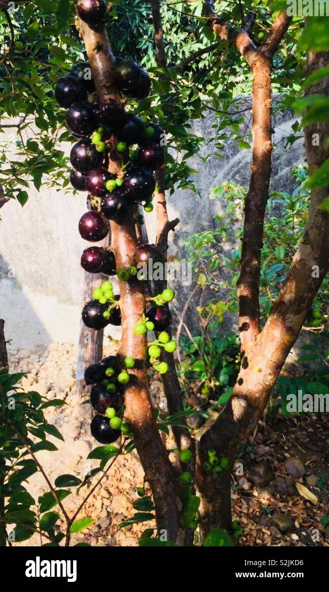 Taiwan’s fruit tree Stock Photo - Alamy
