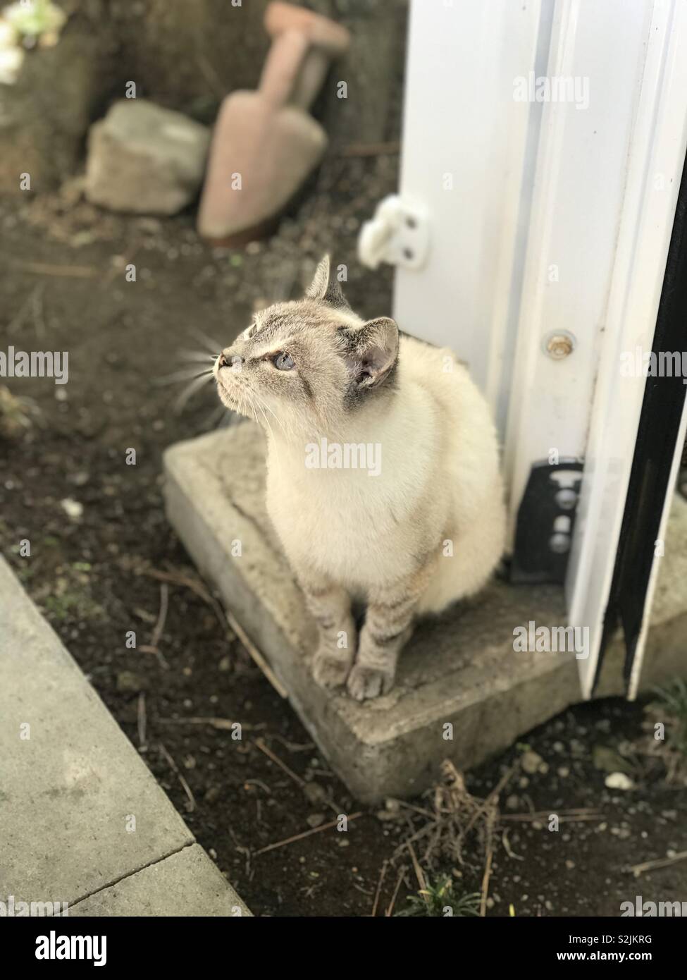 Stray Cat Italy High Resolution Stock Photography and Images - Alamy