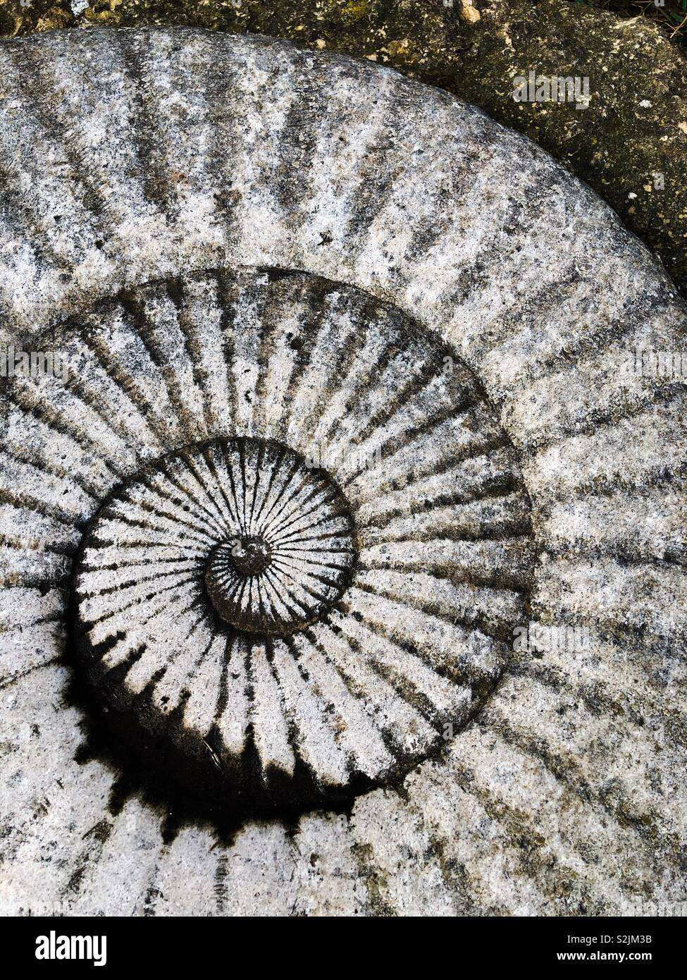 Spiral form of an ammonite sculpture Stock Photo - Alamy