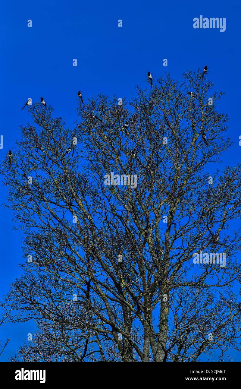 Magpies in Blue Stock Photo - Alamy