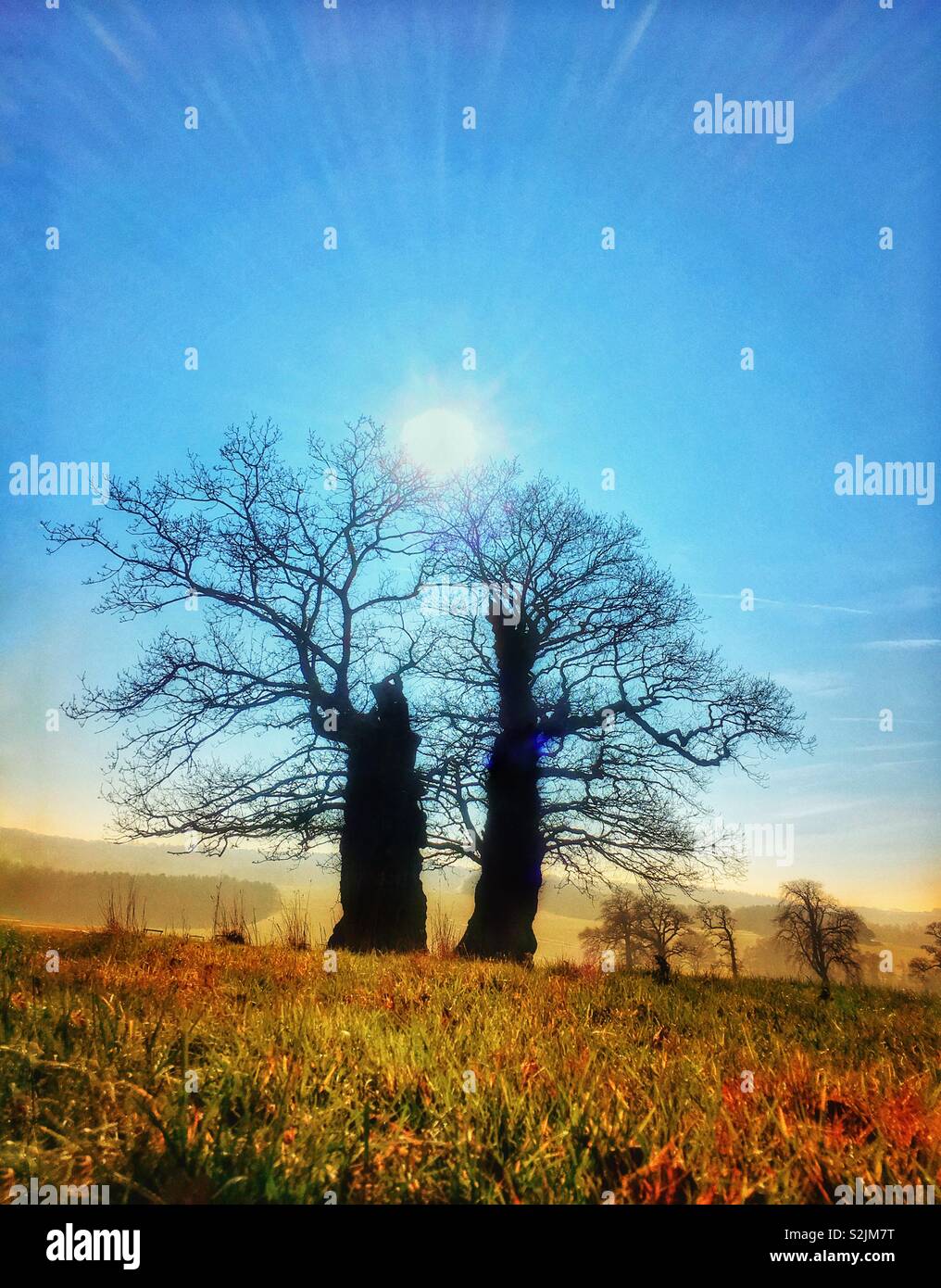 Weird split tree with sun shining through branches Stock Photo - Alamy