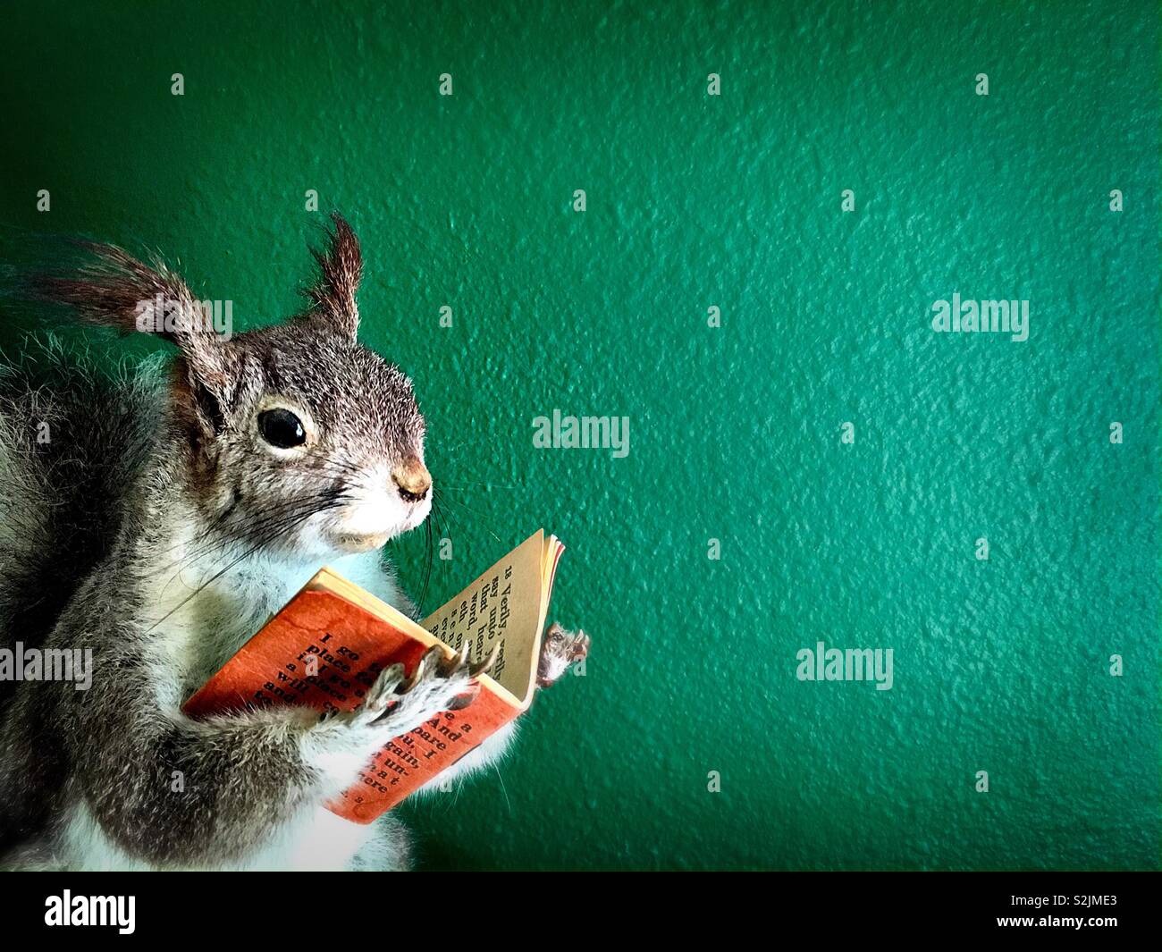 Taxidermy Squirrel High Resolution Stock Photography and Images - Alamy