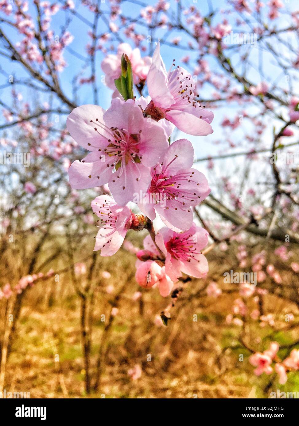 Cherry blossom sunny day hi-res stock photography and images - Alamy
