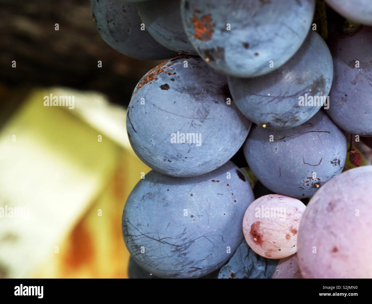 Desert grapes hi-res stock photography and images - Alamy