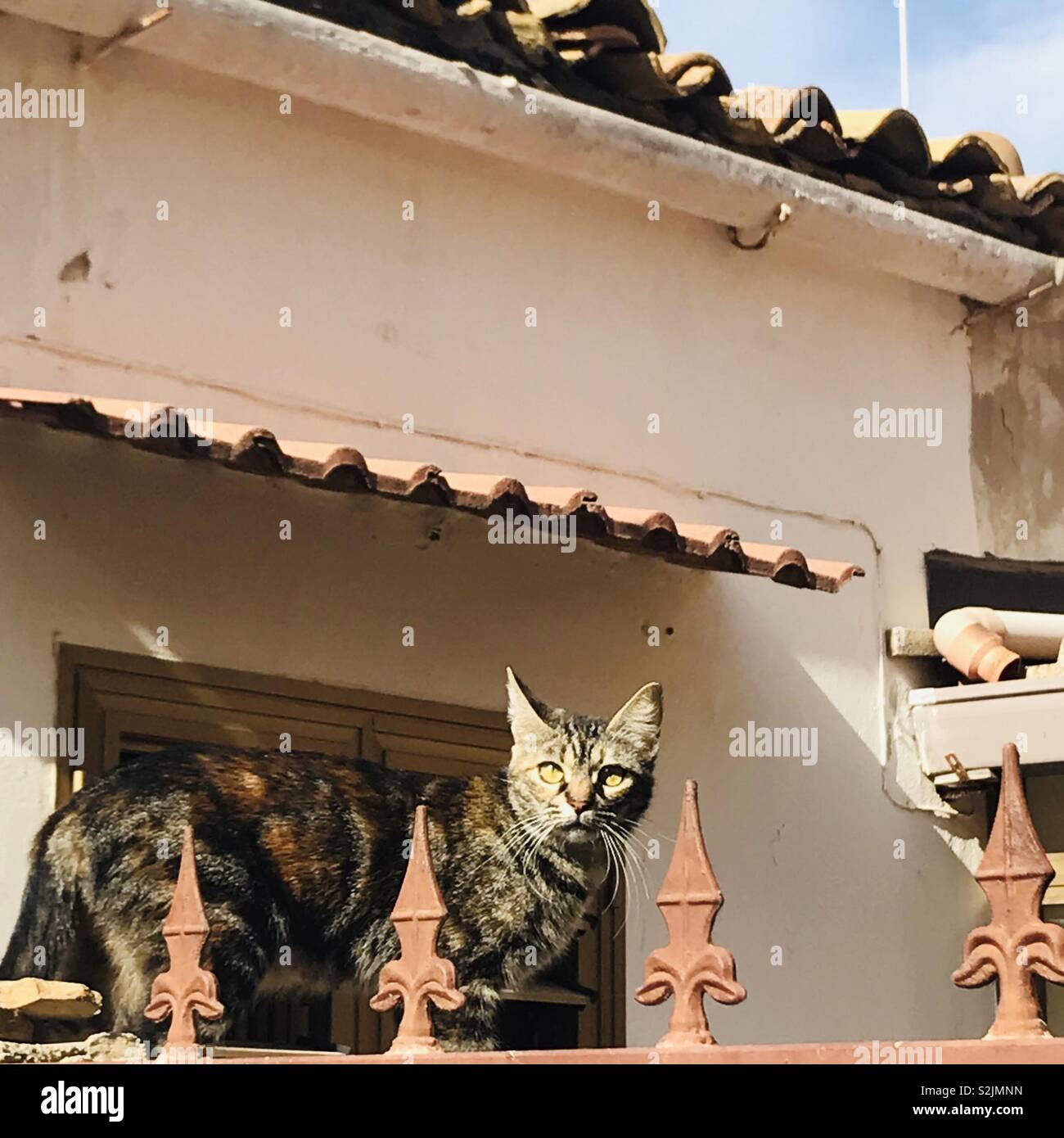 Stray Cat Italy High Resolution Stock Photography and Images - Alamy