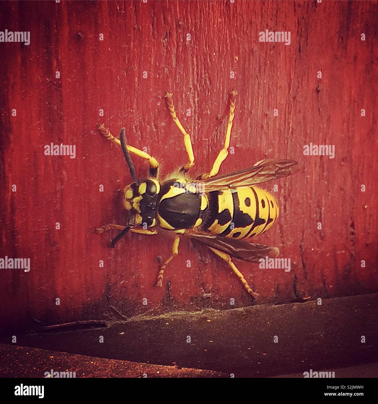 Good look of bee Stock Photo - Alamy