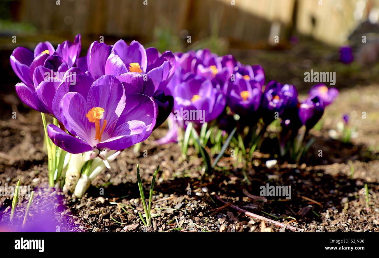 Crocus group hi-res stock photography and images - Alamy