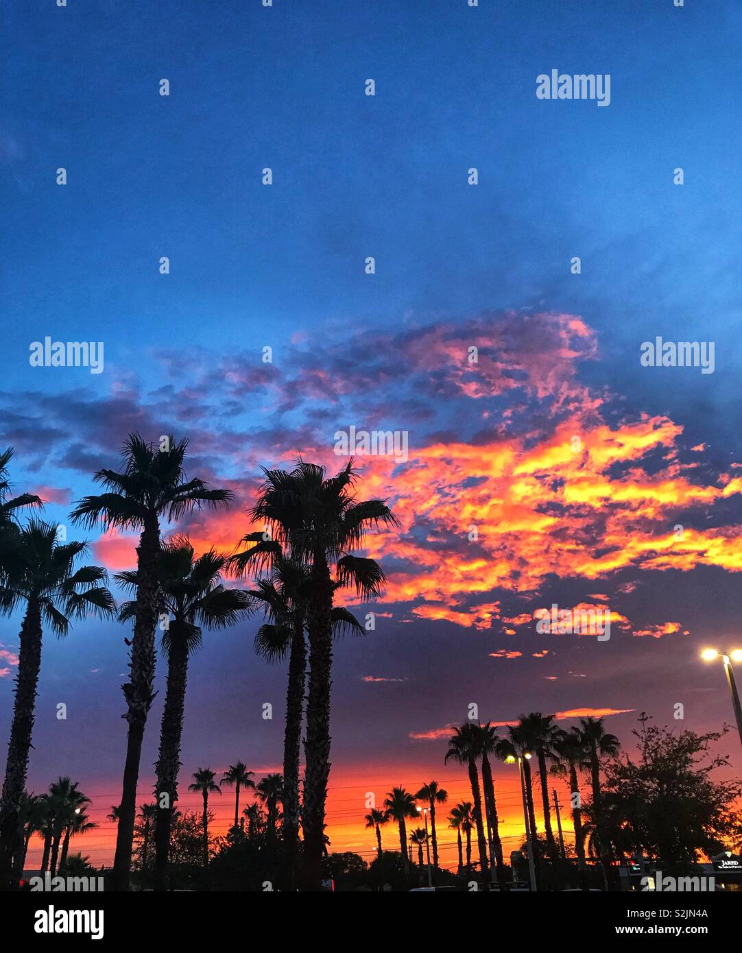 Florida palm trees dusk hi-res stock photography and images - Alamy