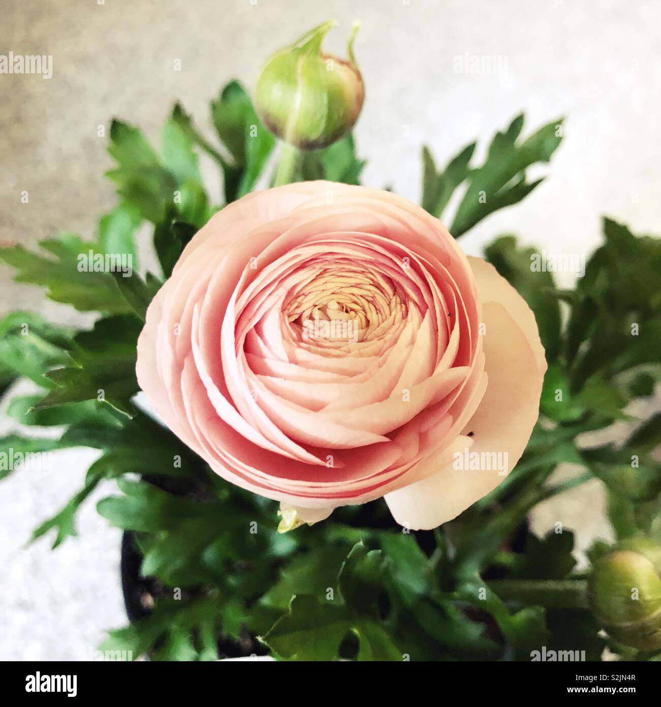 Pale Pink Ranunculus High Resolution Stock Photography and Images - Alamy