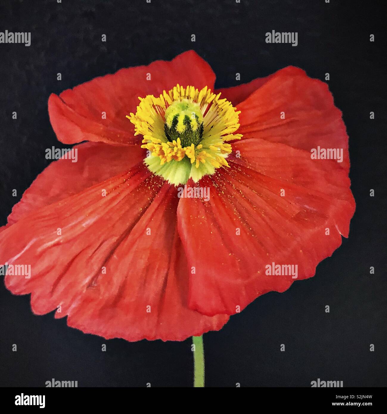 Poppy flower black hi-res stock photography and images - Alamy
