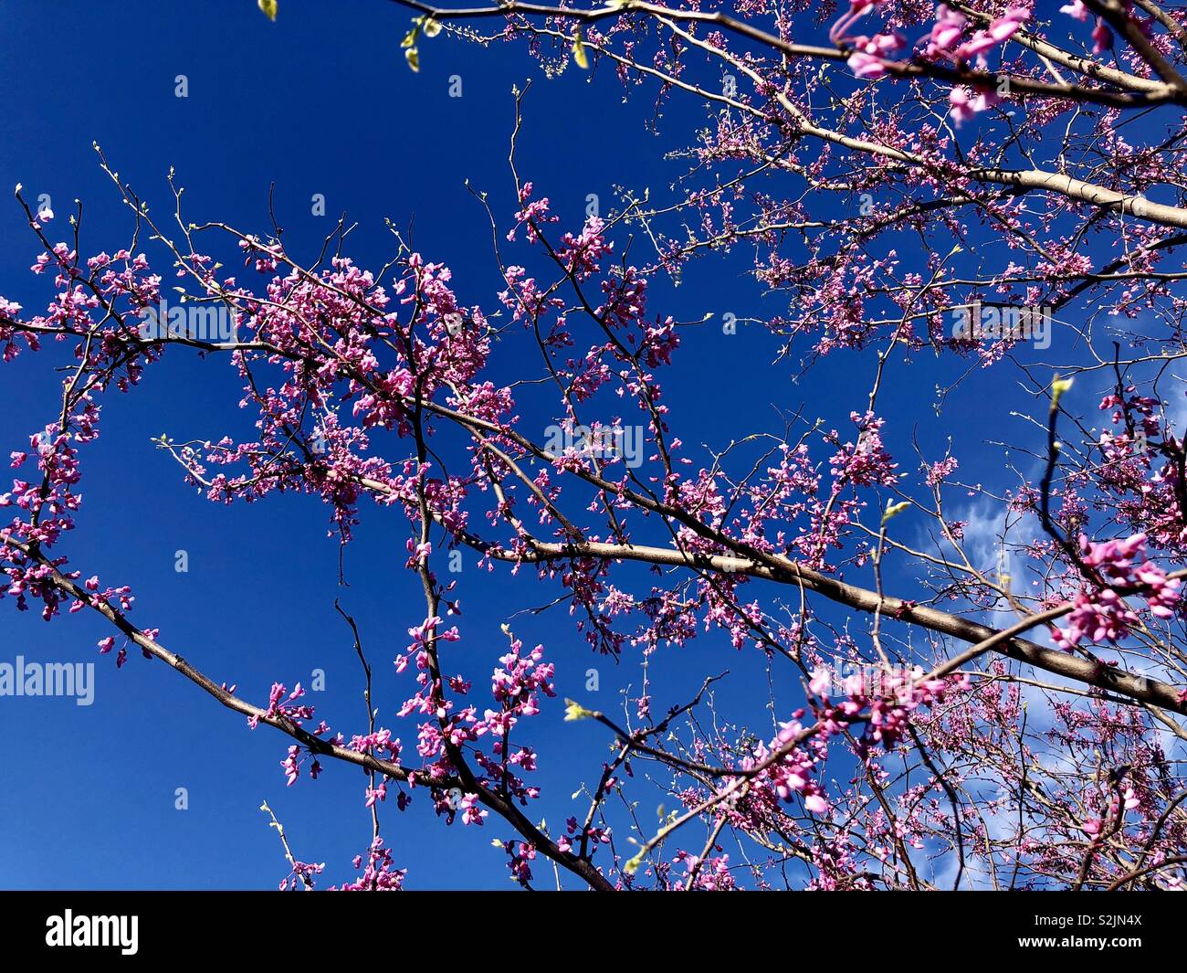 Redbud blossoms hi-res stock photography and images - Alamy