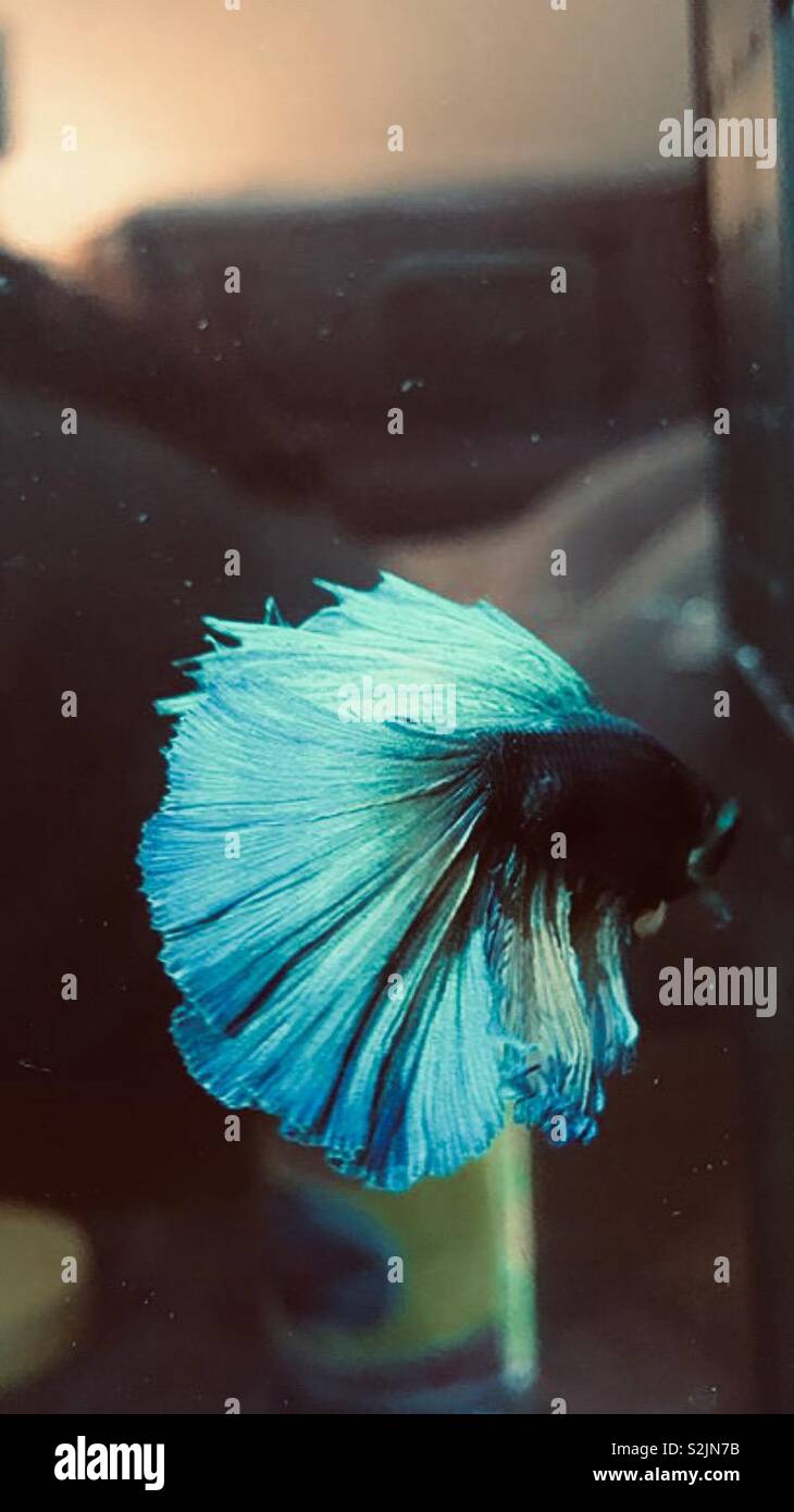 Beta Fish High Resolution Stock Photography and Images - Alamy