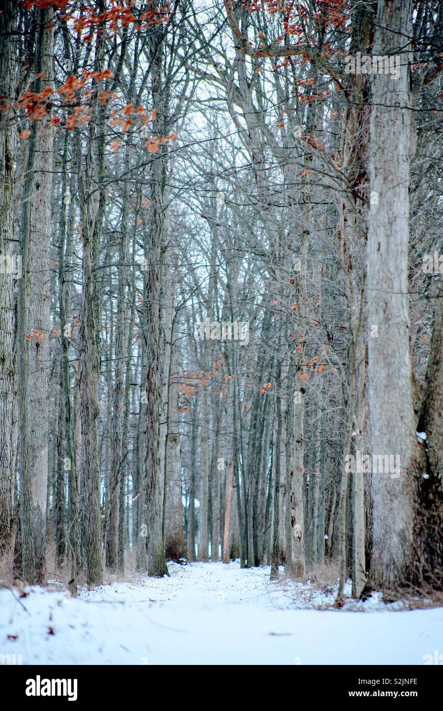 Tree-lined path at the forest in the winter Stock Photo - Alamy