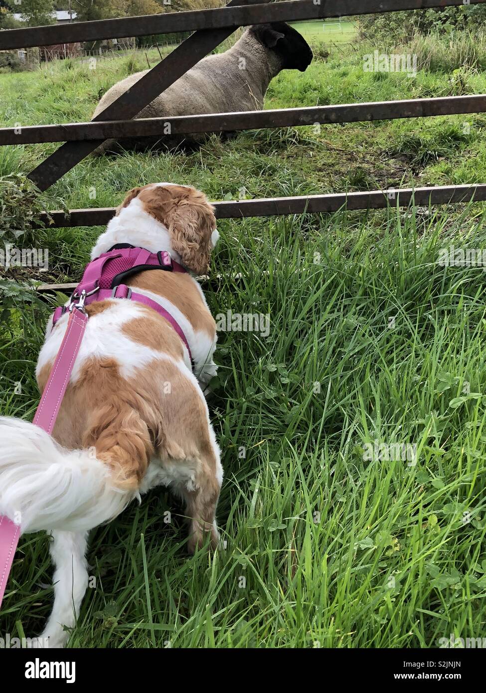 Dog looking at sheep hi-res stock photography and images - Alamy