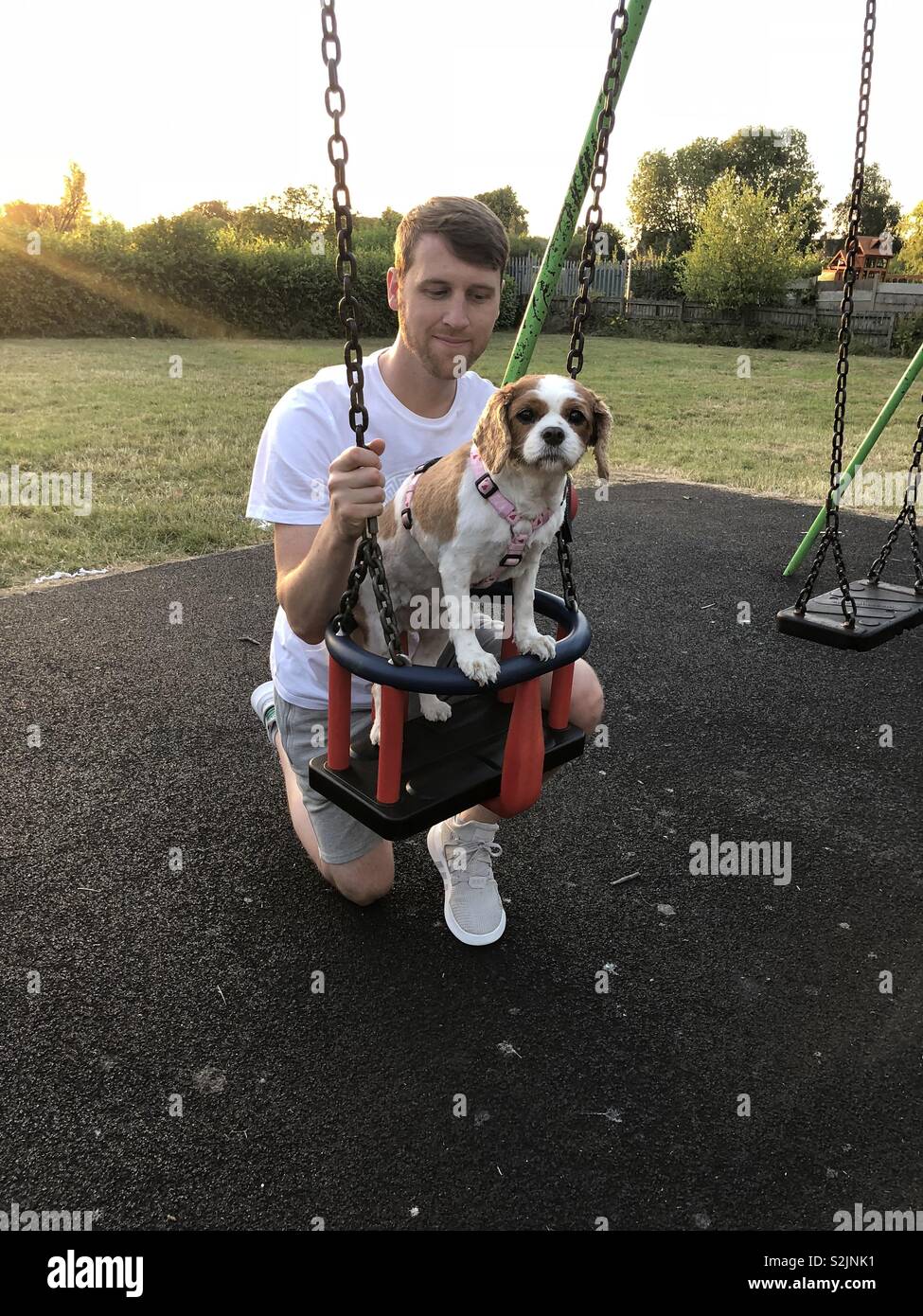 Pushing the dog on a swing Stock Photo - Alamy