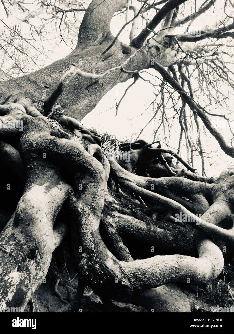 Tangle of branches and roots hi-res stock photography and images - Alamy