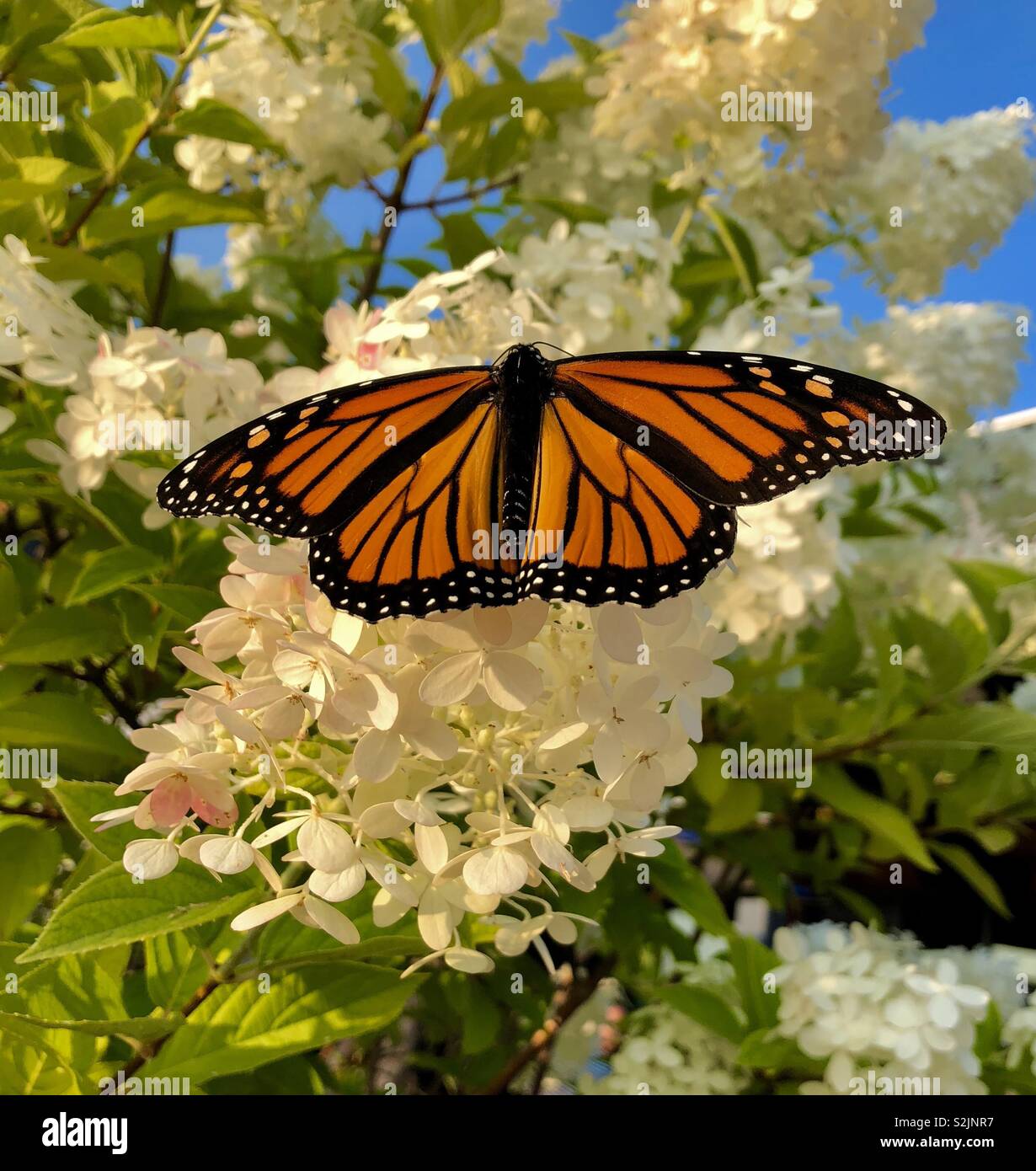 Perfect butterfly hi-res stock photography and images - Alamy