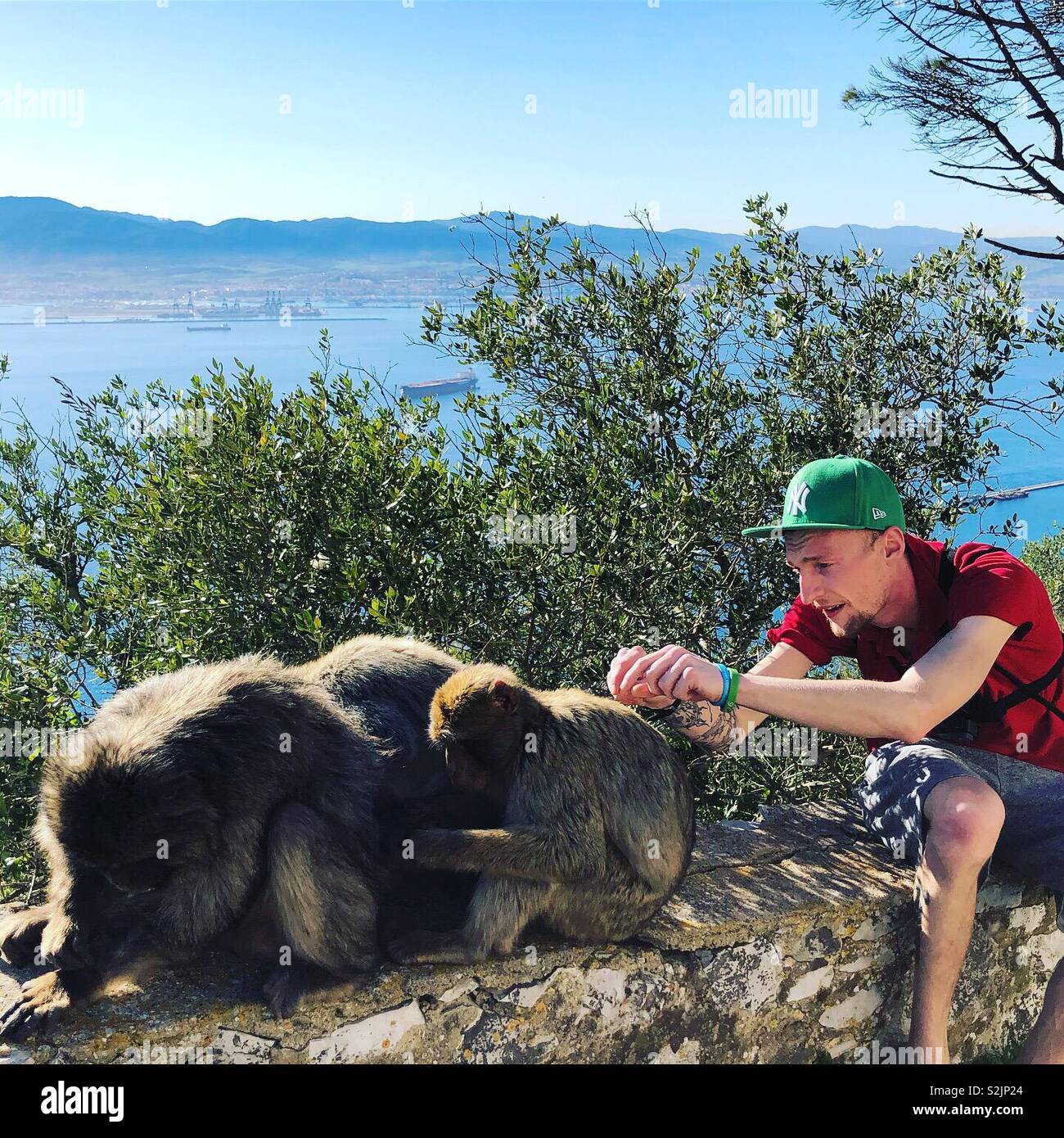 Man helping monkeys clean Stock Photo - Alamy