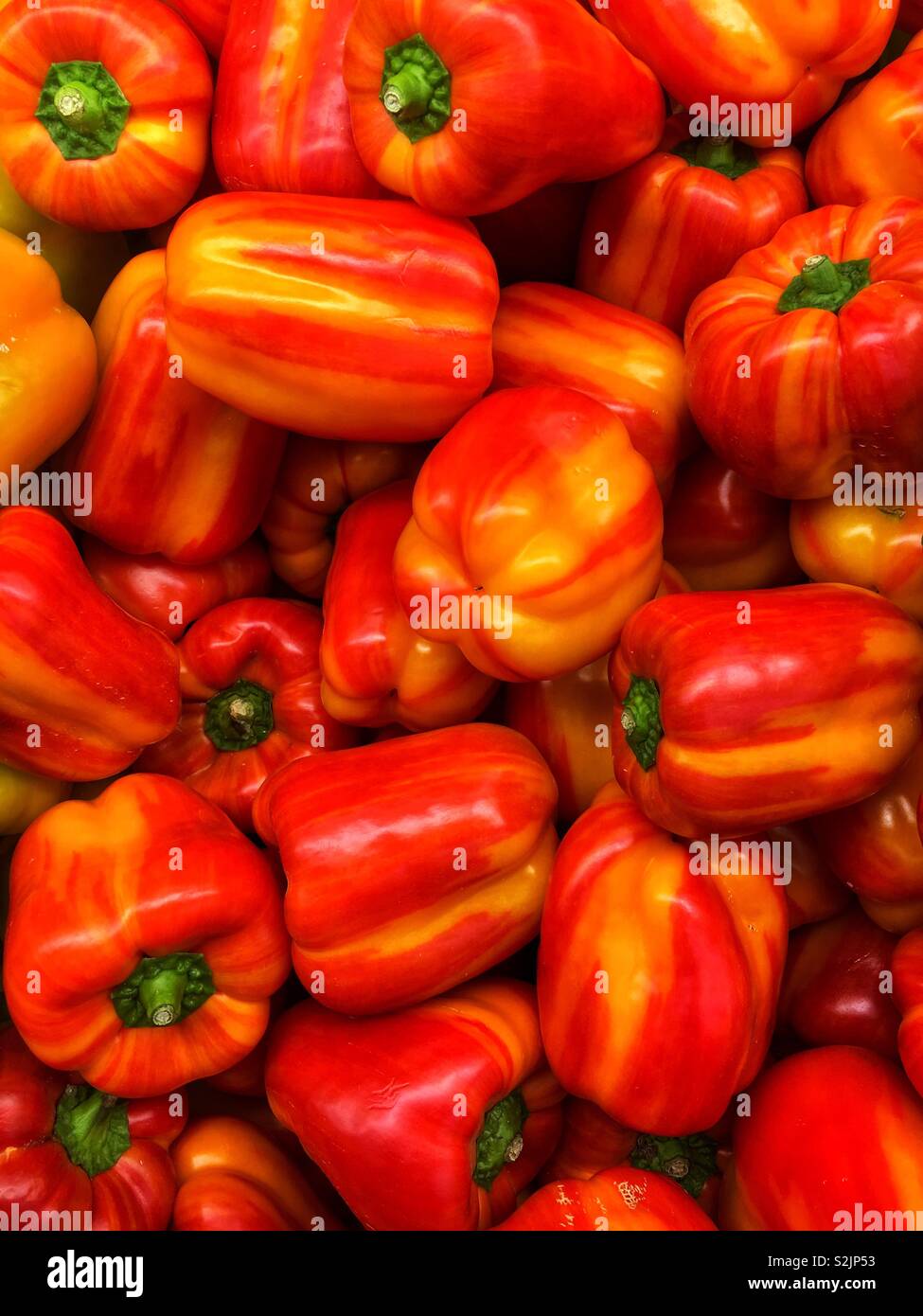 Fresh red and orange striped peppers on display and for sale at the ...
